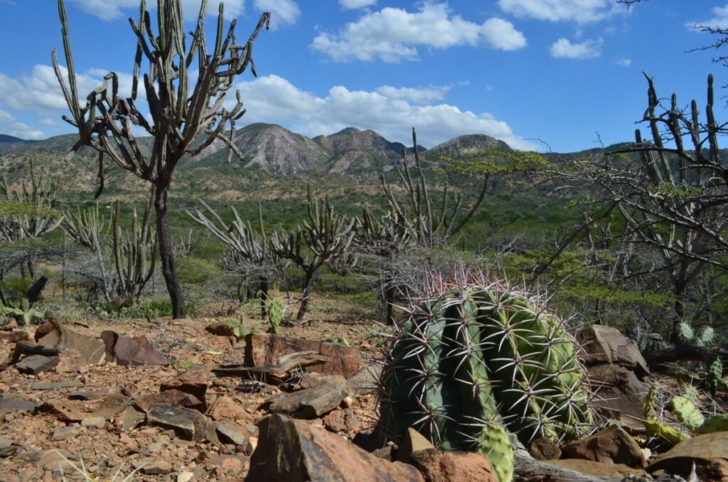 2019: Educar para conservar el semiárido – Observatorio de Ecología ...